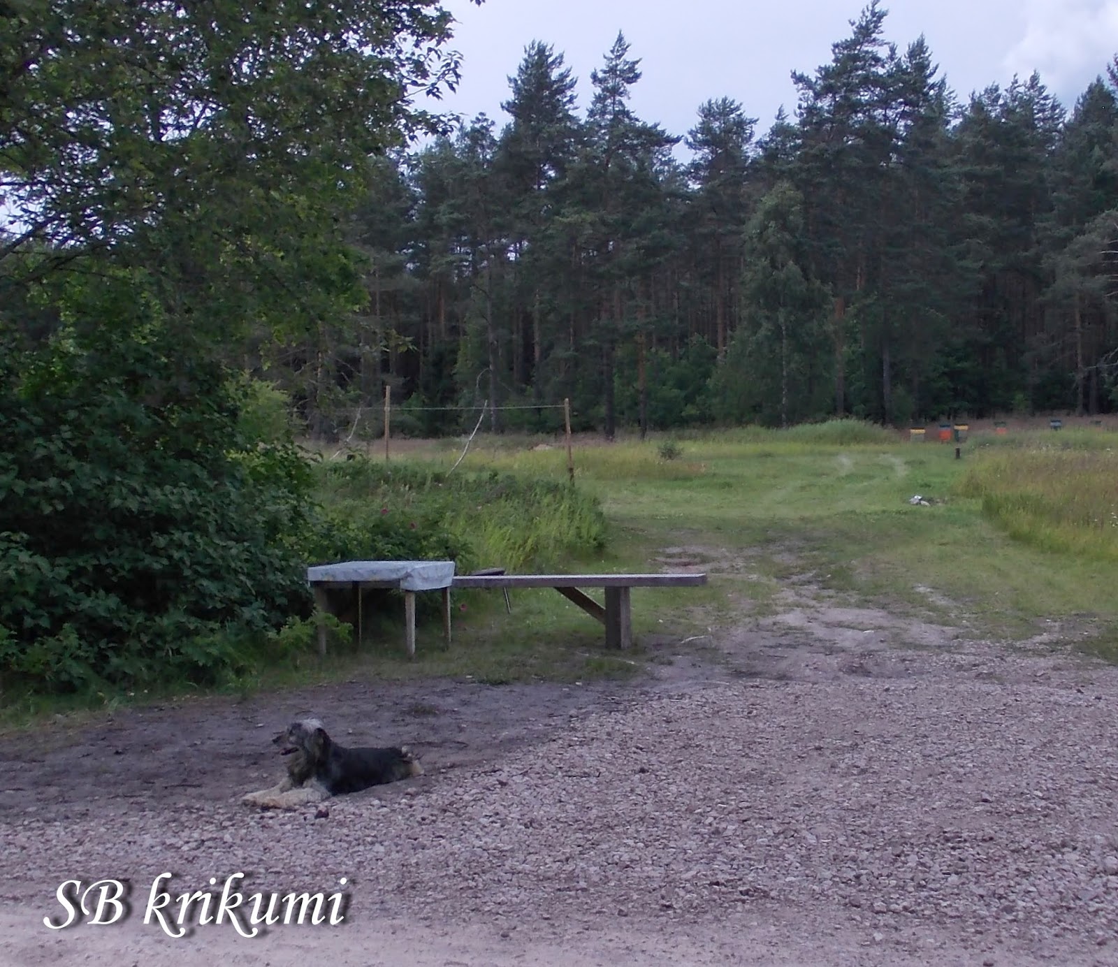 SB krikumi: Pie purva raganas Intas:)