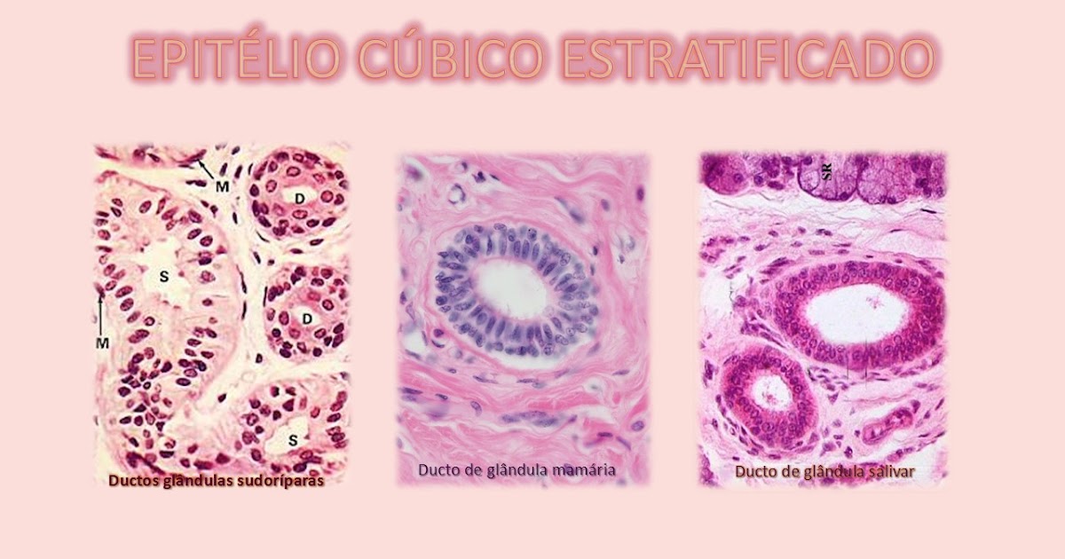 Histologia & Embriologia para Fisioterapia: Epitélio Cúbico Estratificado