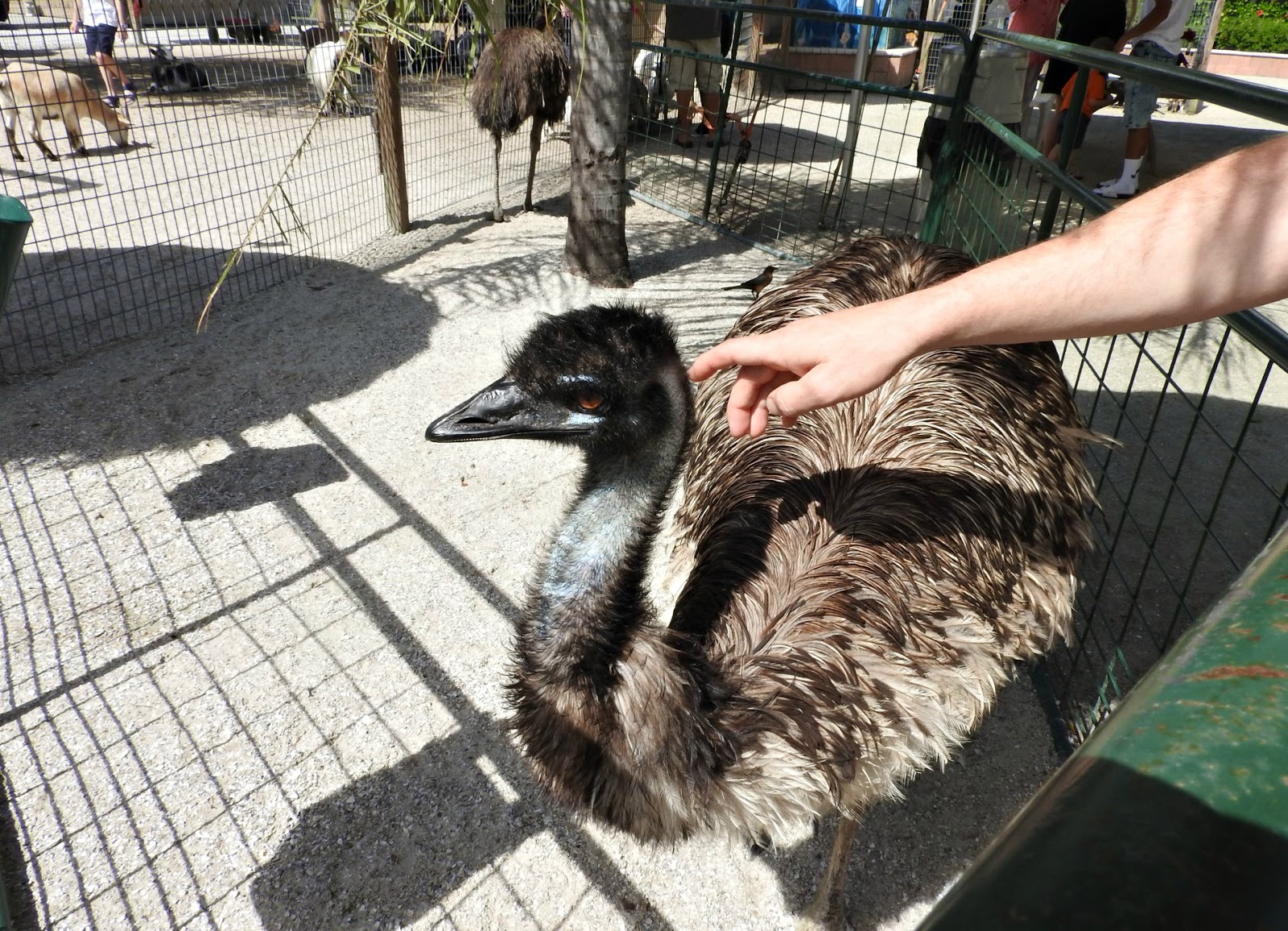 MadSnapper: Big Cat Habitat..Petting Zoo...