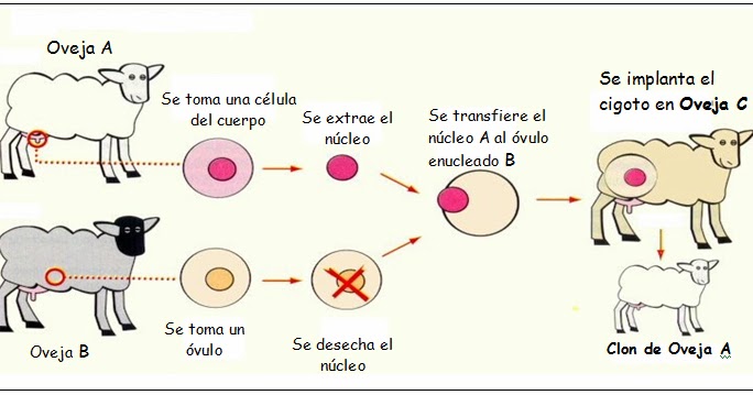 biologia: transgenesis de animales