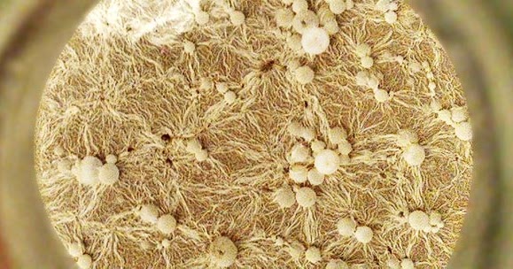 How to tell if your brew is infected by bacteria | How to Home Brew Beer