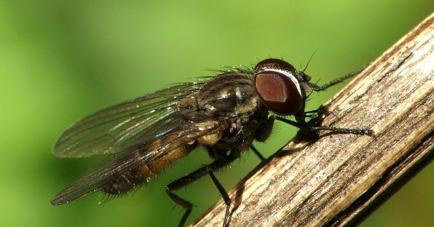 Variety of Life: Calyptratae