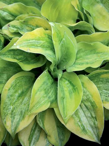 Dr. Dan's Garden Tips: Handsome Hostas