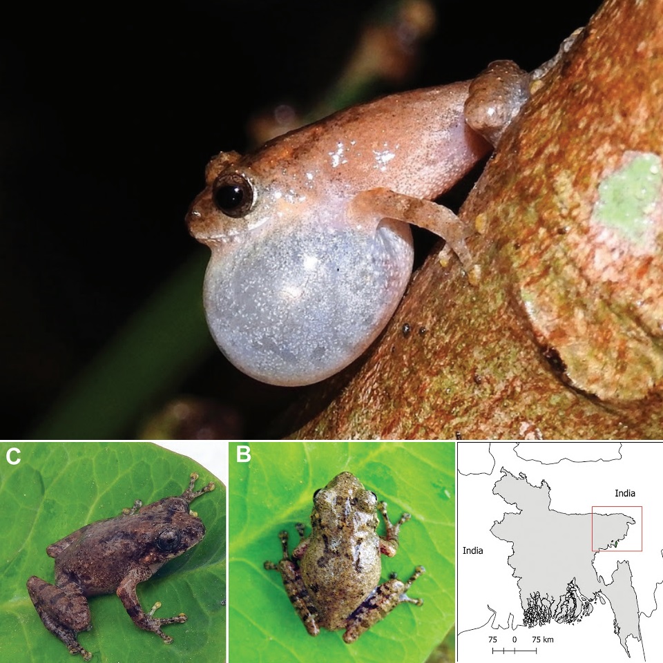 Species New to Science: [Herpetology • 2020] Raorchestes rezakhani • A ...