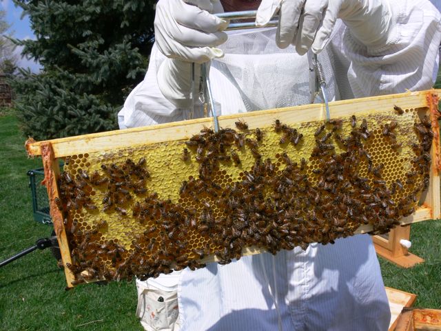 Building My Observation Hive: Stocking my Observation Hive!