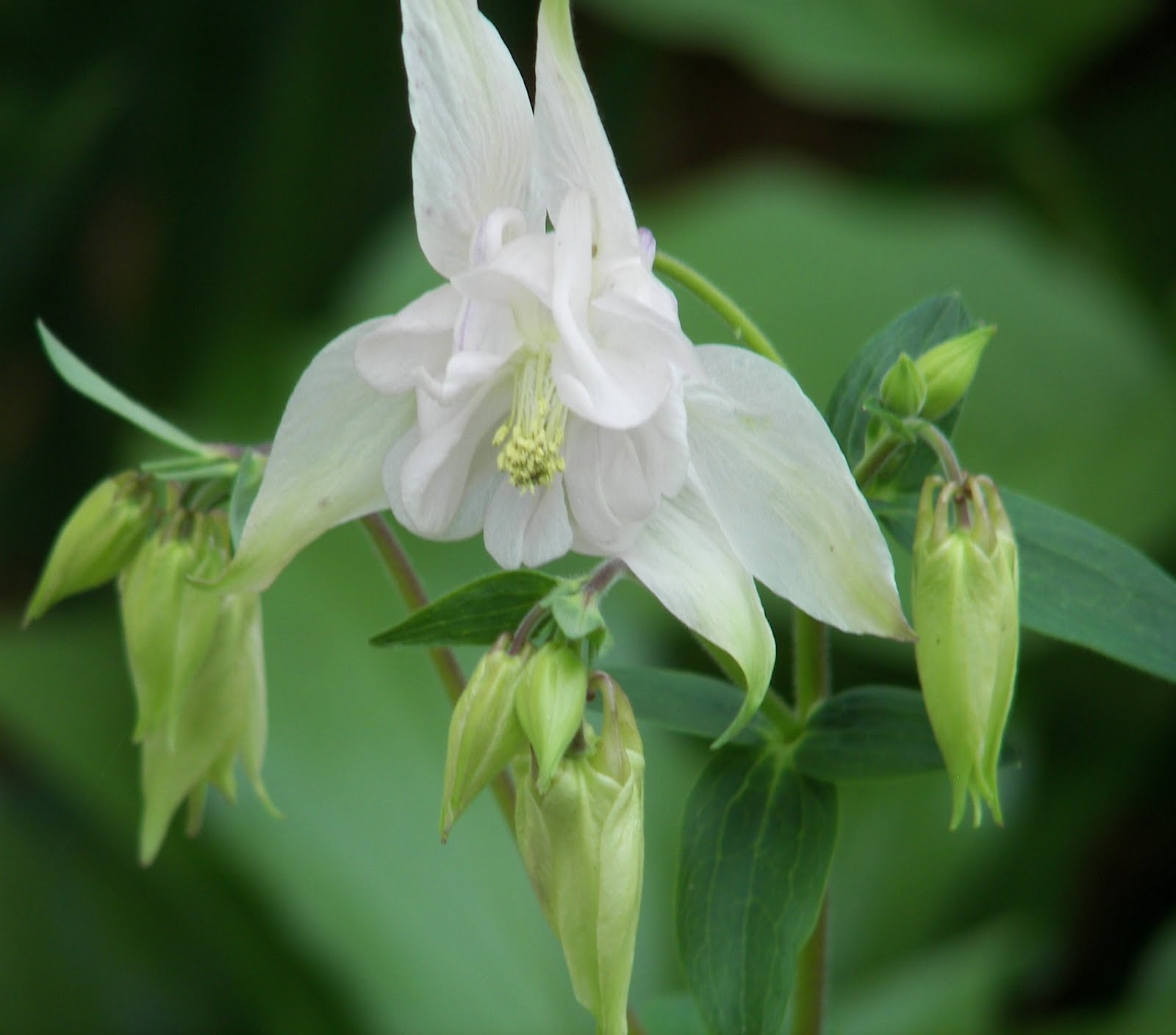 For the Love of Gardening: Dusting of Silver