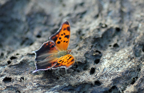 MObugs: Question Mark Butterly