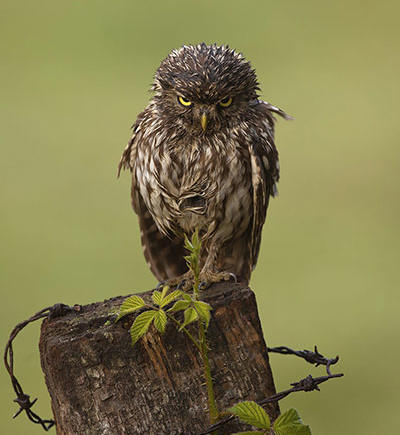 BARRY the BIRDER: Wet owl