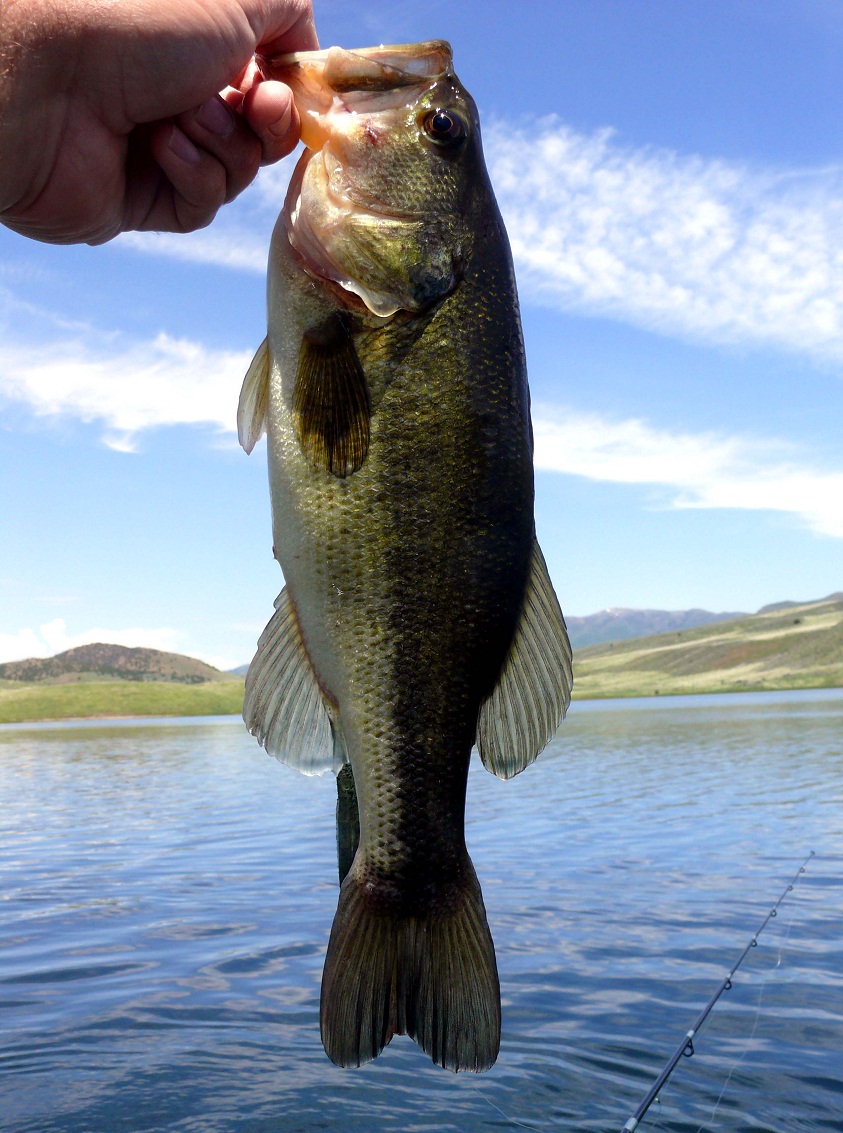 I Caught You a Delicious Bass