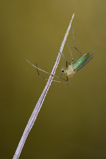 Invertebrados de Huesca: Tanytarsus pallidicornis (Mosca de los lagos ...