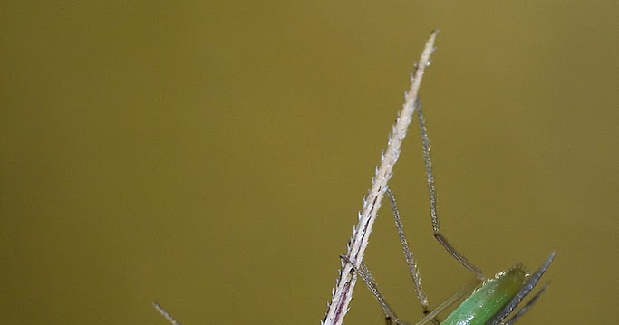 Invertebrados de Huesca: Tanytarsus pallidicornis (Mosca de los lagos ...