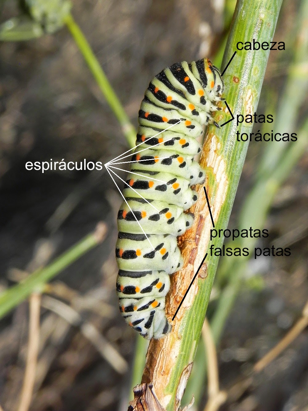 MARIPOSAS (BUTTERFLIES): LA ORUGA