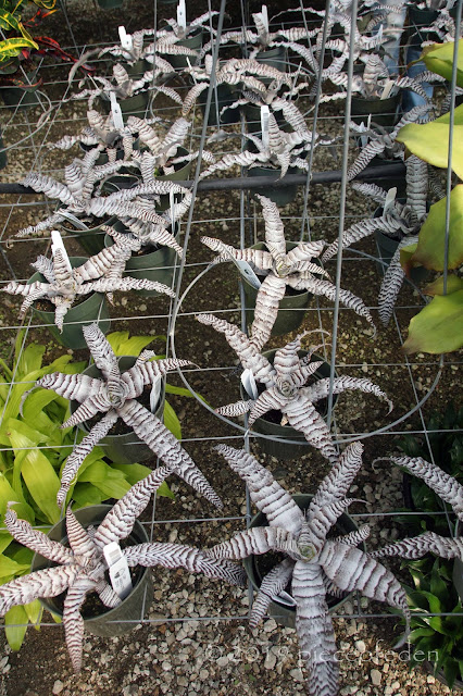 Bromeliads At Live Art Plantscapes, Gardena CA