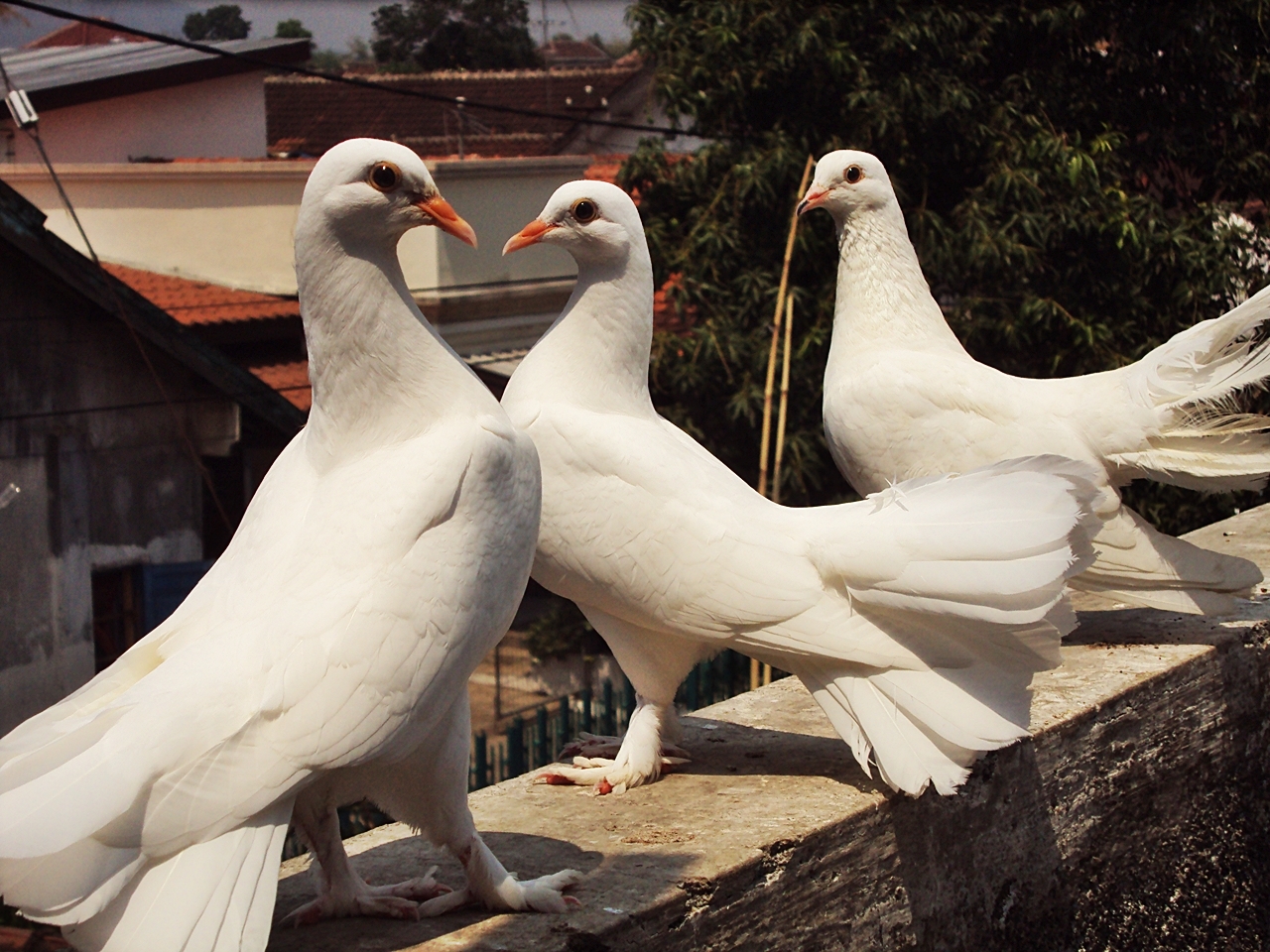 toko bagong farm: MERPATI KIPAS PUTIH//PERSI PUTIH/WHITE FAN TAIL