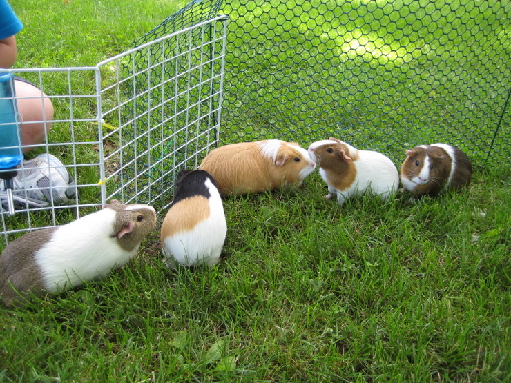 Crafts, Cavies and Cooking: Spring Pignic 2012