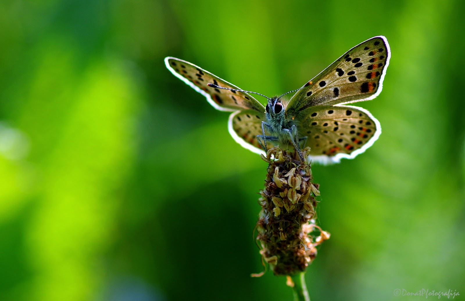 Donat Piber fotografija: Metulji ...