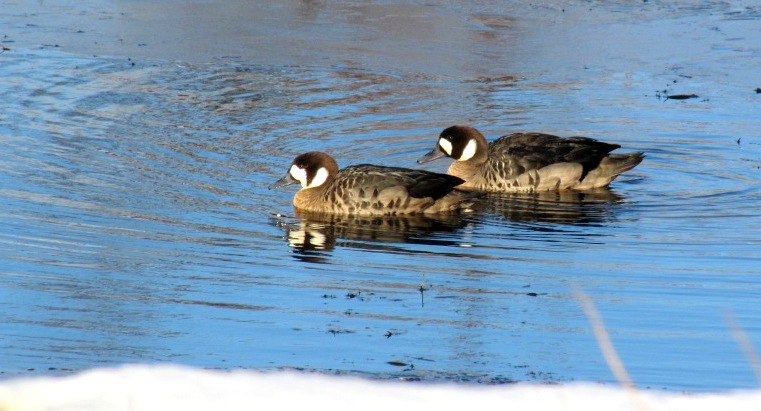 Aves Australes: Pato Anteojillo