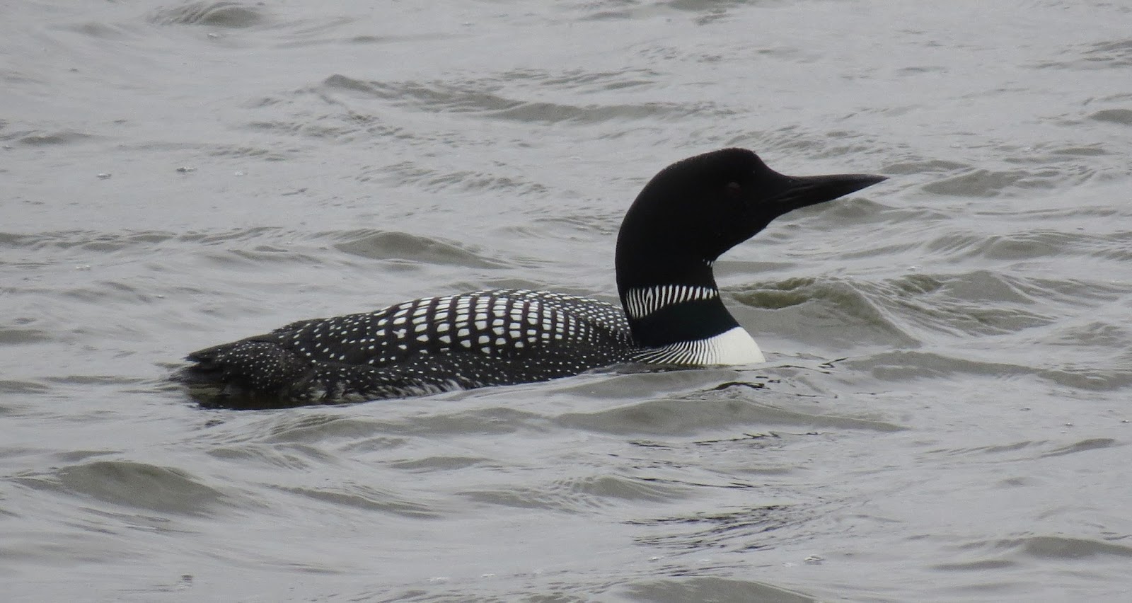 LGB's Nature Photos: Loons on Edgewater Bay