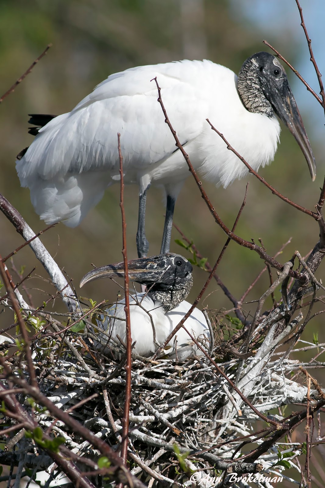 Ann Brokelman Photography: Wood Stork with babies in Florida