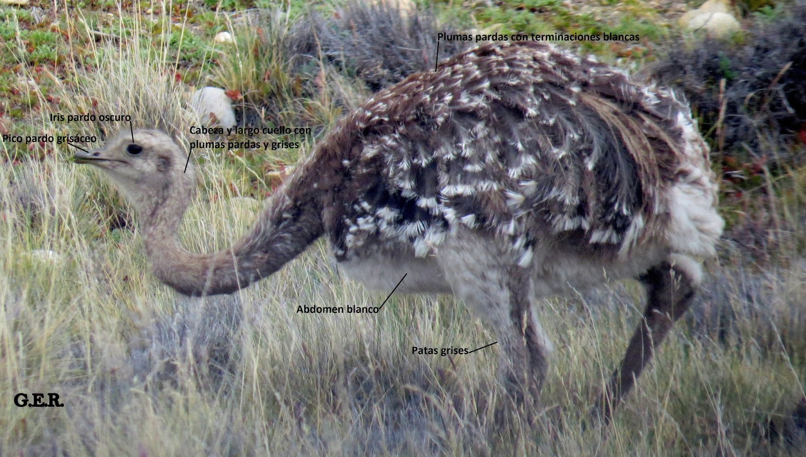 Aves del Golfo San Jorge: Choique (Rhea pennata)