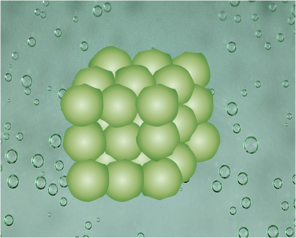 Bacterias: Clases de bacterias