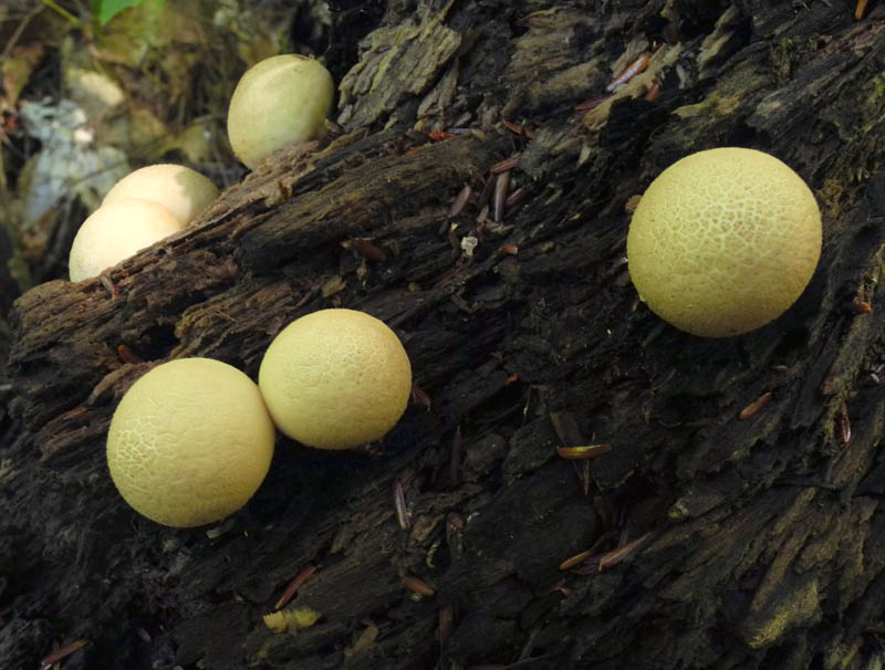 Studio and Garden: A Walk in the September Woods: Fruiting Bodies