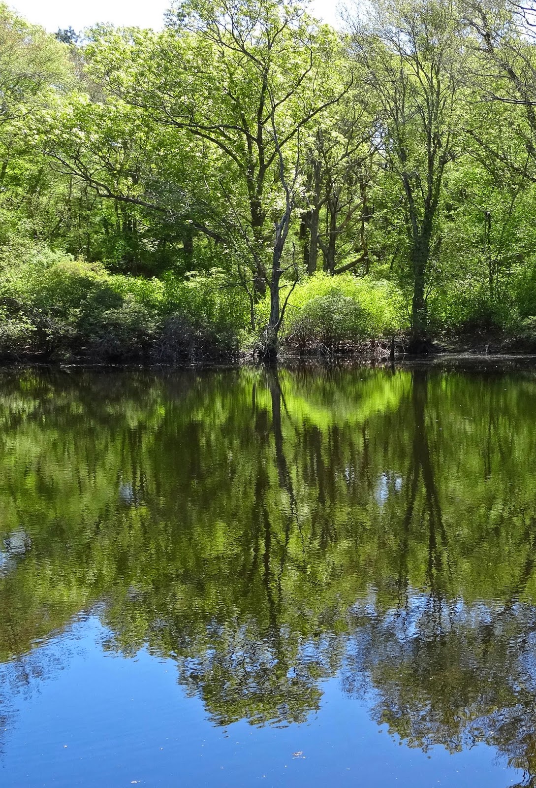Joe's Retirement Blog: Walk Around a Pond, Manomet, Plymouth ...