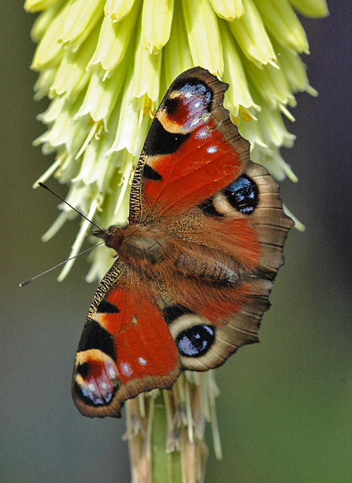 A Digital Botanic Garden: Kniphofia spp., Red-hot Poker ...
