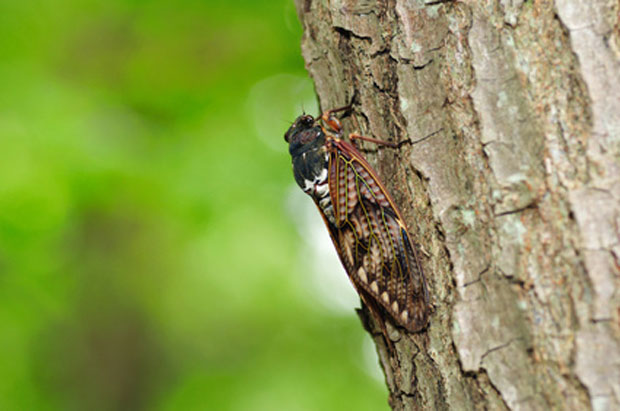 l'Abate Meli: La Cicala
