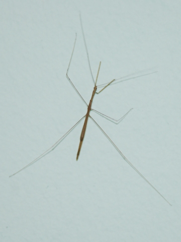 Singapore Wild Animals: Stick and Leaf Insects