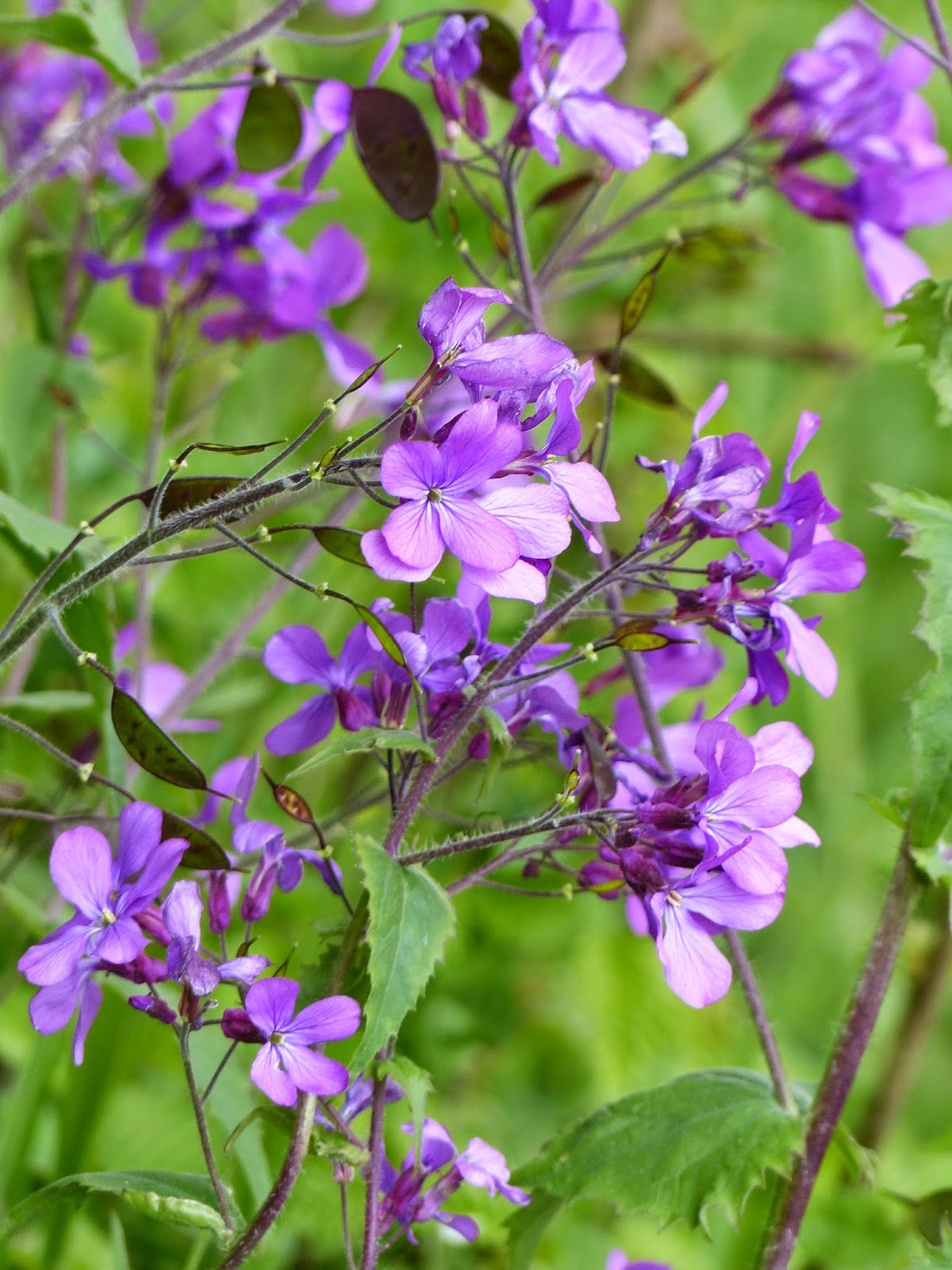 Lunaria annua | Wild flowers of Europe by Anita Beijer