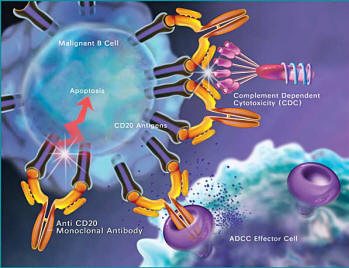Katy J Negus. BA Hons. CG Arts & Animation: B Cells Research