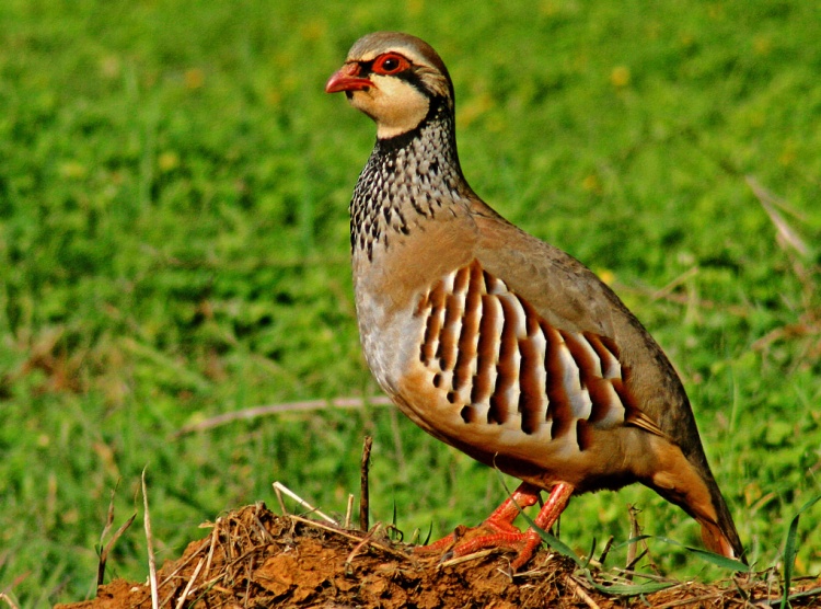Pointer Inglês Perdizes do Norte: Sobre Codornas e Perdizes