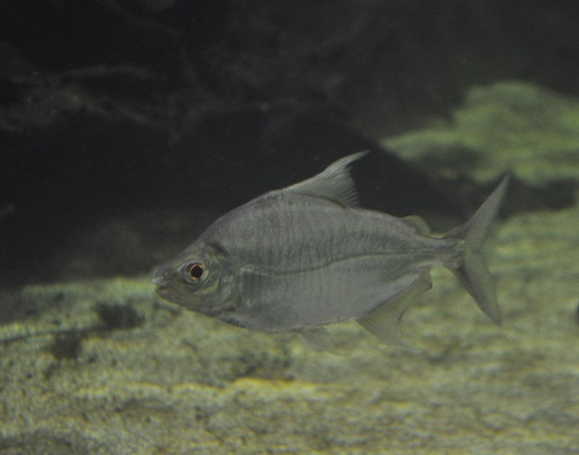 ZOOTOGRAFIANDO (6.100 ANIMALS): PACÚ OVEJA / SHEEP-PACU (Acnodon normani)