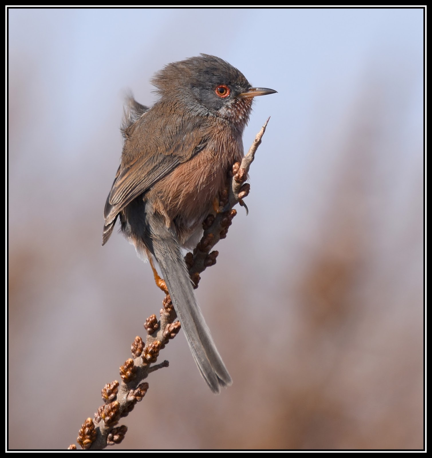 Carl Bovis Nature Photography: Dartford Warblers at Sand Bay!