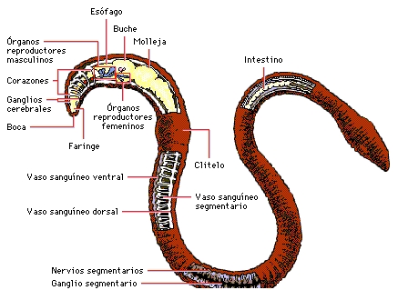 Lombriga Vermella de California