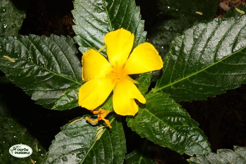 Turnera ulmifolia o agrifoglio caraibico