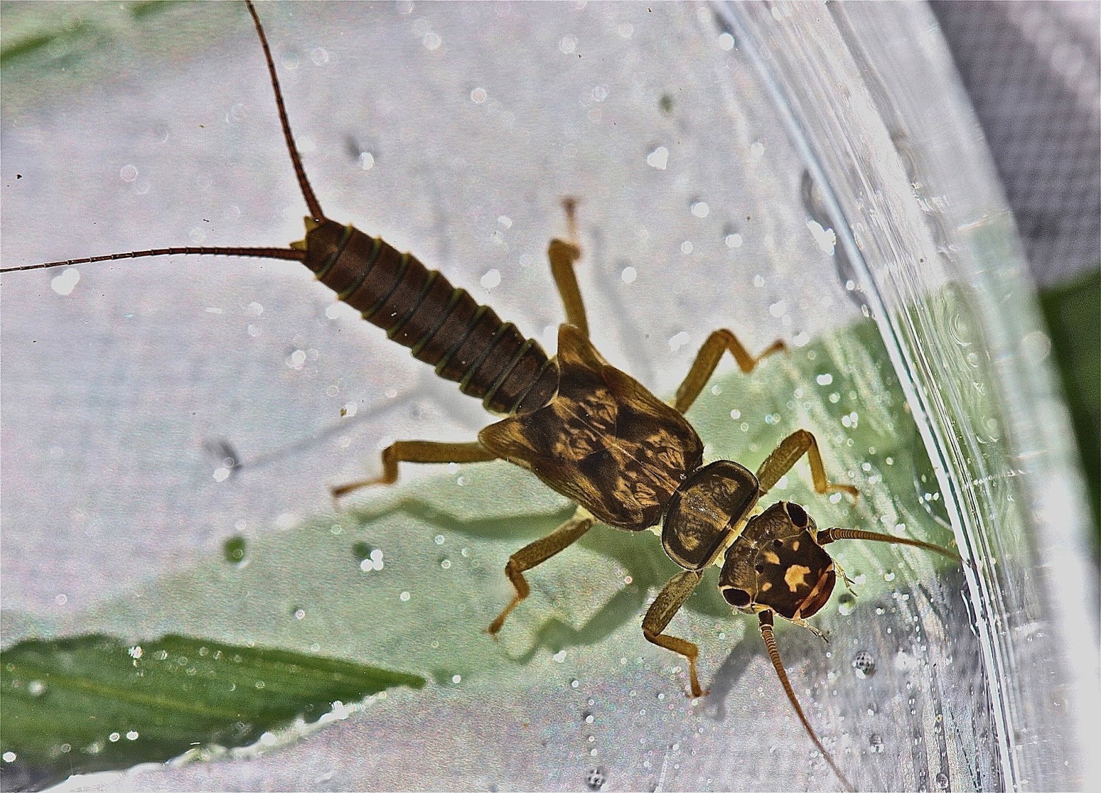 Aquatic Insects of Central Virginia: Habitat, species variation, and ...