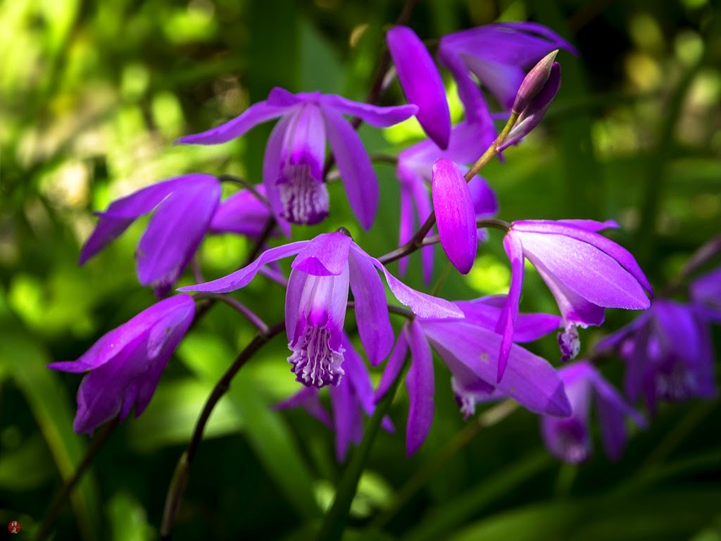 FROM THE GARDEN OF ZEN: Siran (Bletilla striata Reichb. fil.) flowers ...