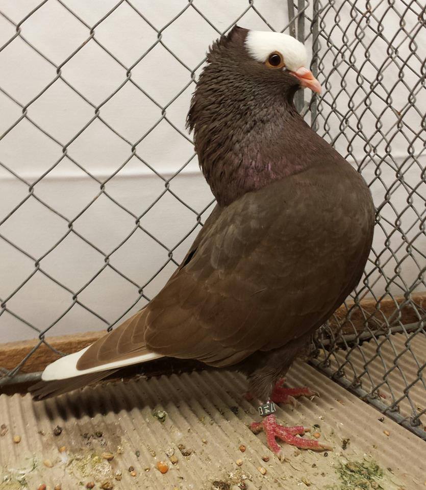 World of Pigeons and Doves: Mookee Pigeon