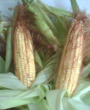 Recetas para Veganos Celiacos: Mazorcas de maíz dulce hervidas