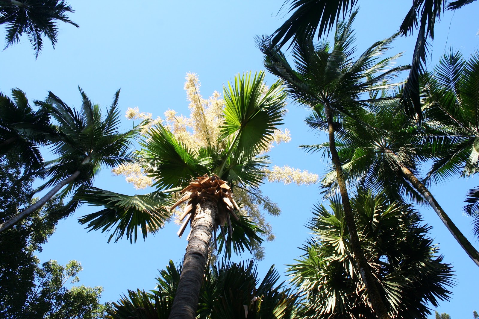 Learn Gardening: Blooming Talipot in Mauritius