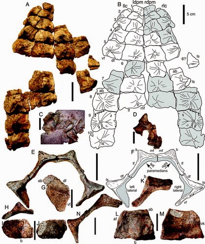 The Dragon's Tales: Gorgetosuchus pekinensis: a new Basal ...