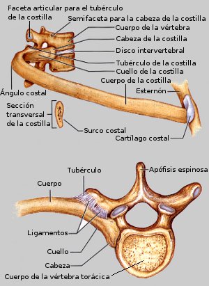 El rincón de la fisioterapia: Secretos de las Costillas