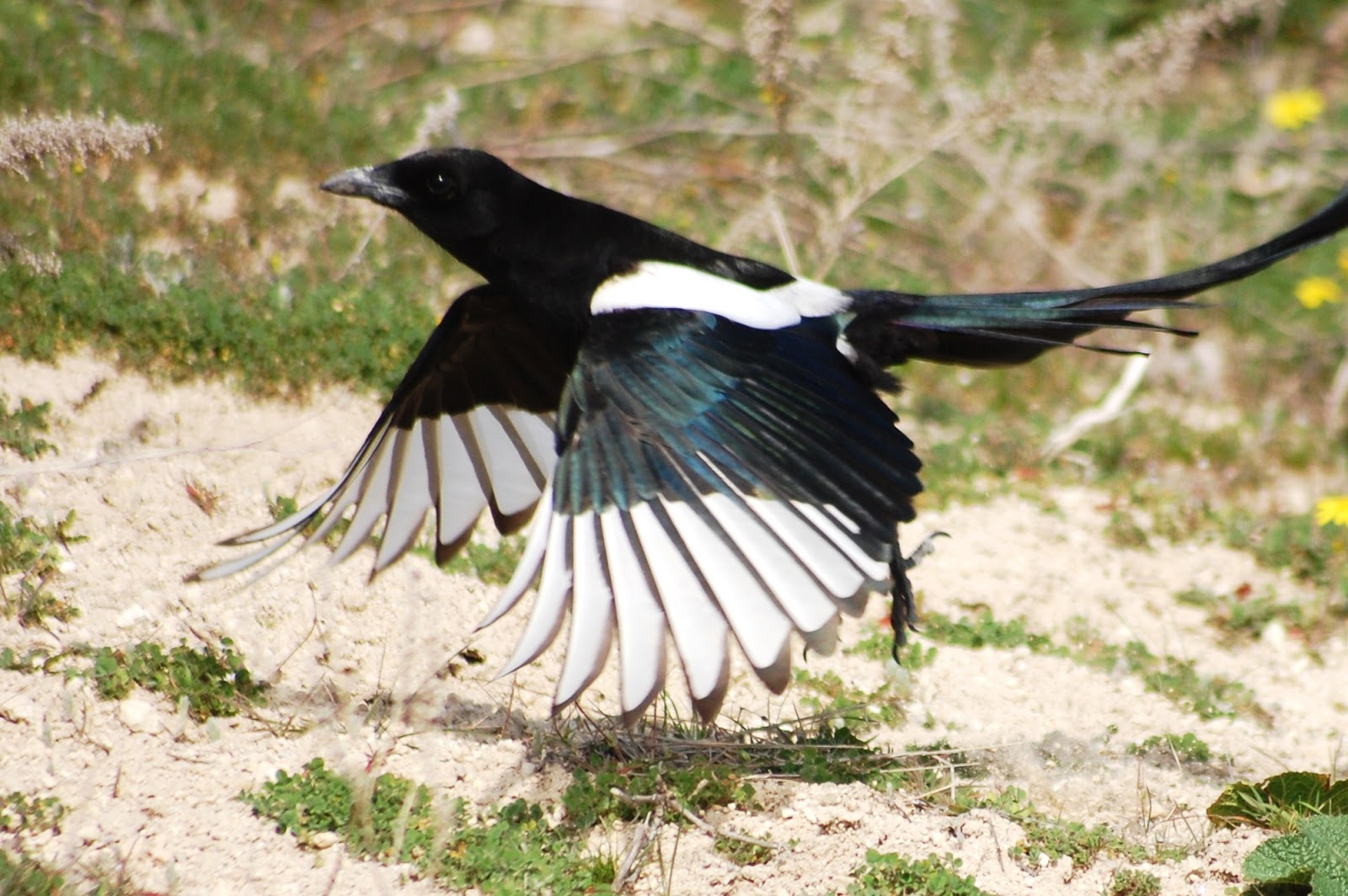 Imagens da vida animal: abril 2011