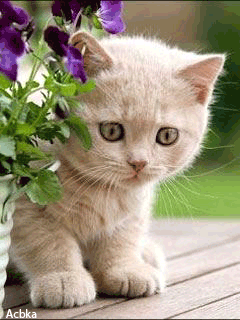 Imágenes de Gatitos con Movimiento - Imágenes de amor lindas