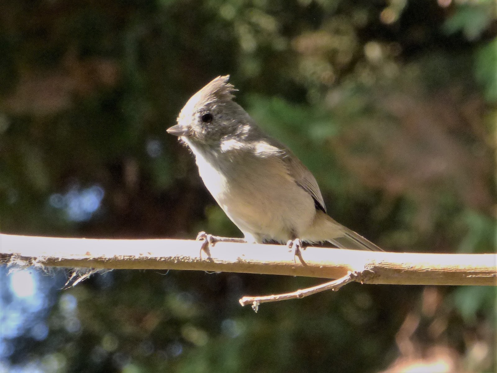 Geotripper's California Birds: An Oak Titmouse, the Quintessential ...