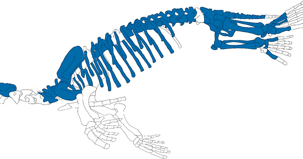 Sciency Thoughts: Allodesmus uraiporensis: A new species of Allodesmine ...