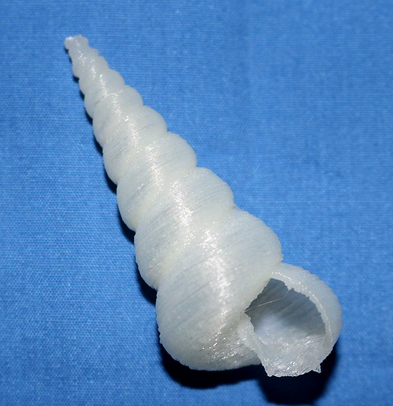 Louisville Fossils and Beyond: 3D Printed Turritella Shell