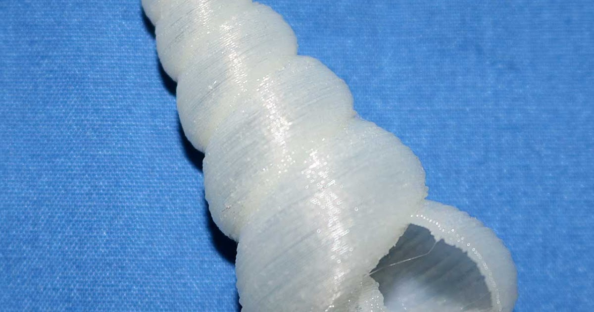 Louisville Fossils and Beyond: 3D Printed Turritella Shell